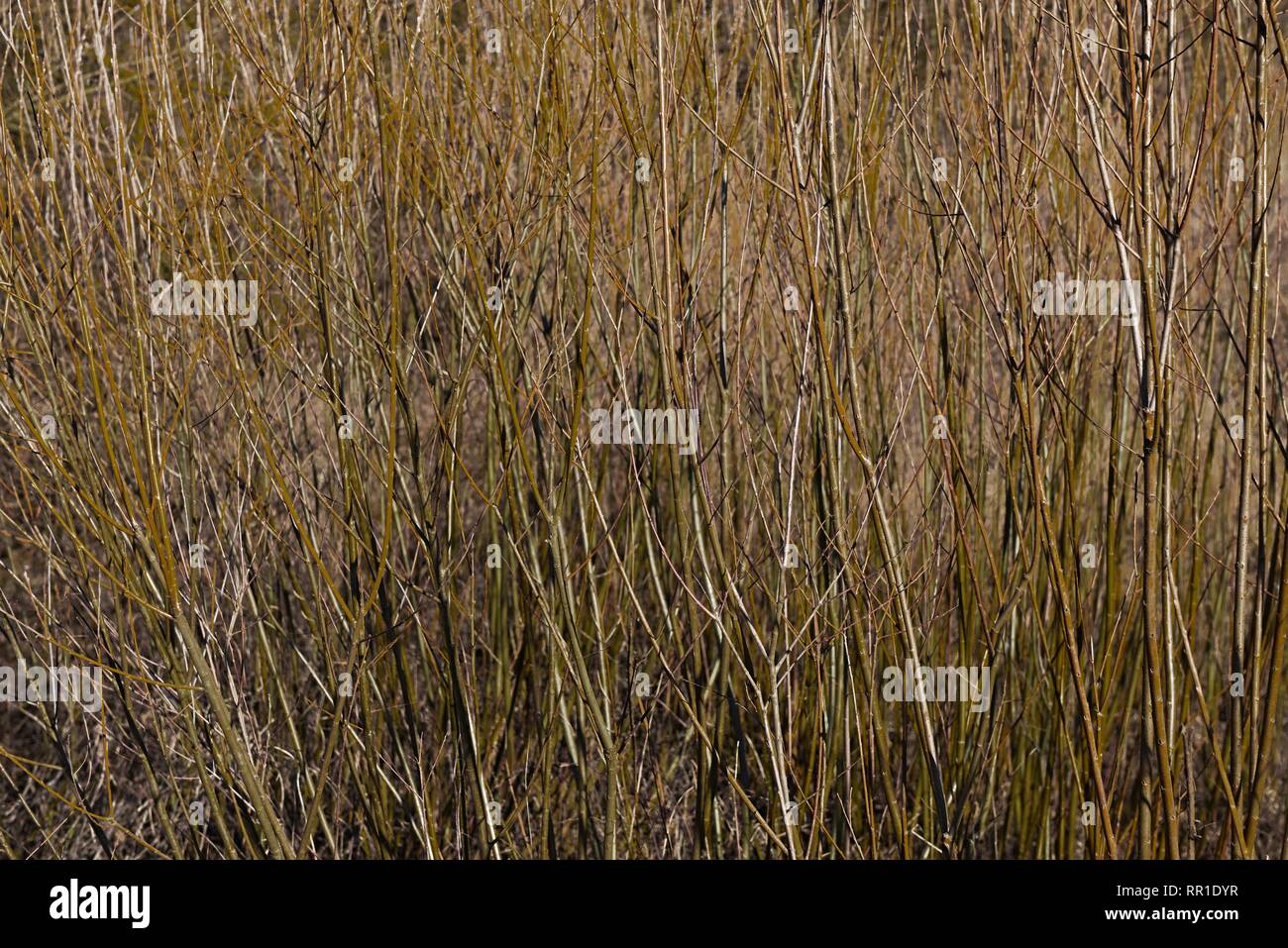 Thin branches of a young tree on the edge of the forest Stock Photo - Alamy