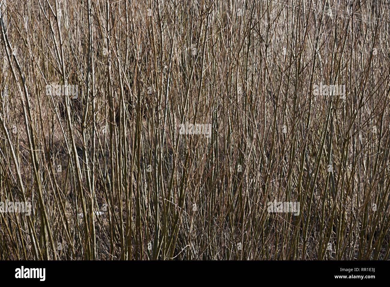 Thin branches of a young tree on the edge of the forest Stock Photo - Alamy