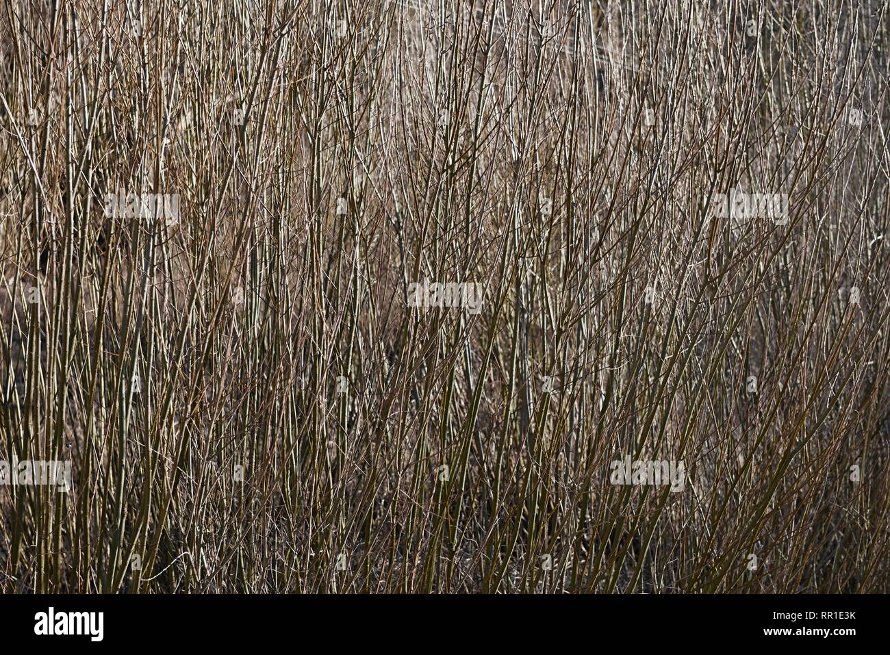 Thin branches of a young tree on the edge of the forest Stock Photo - Alamy