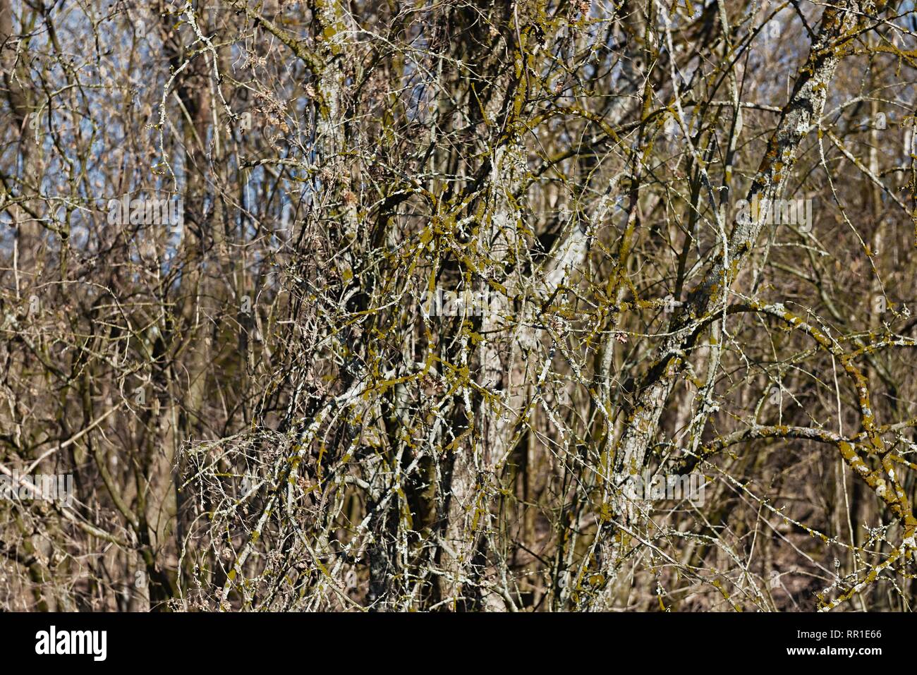 Thin branches of a young tree on the edge of the forest Stock Photo - Alamy