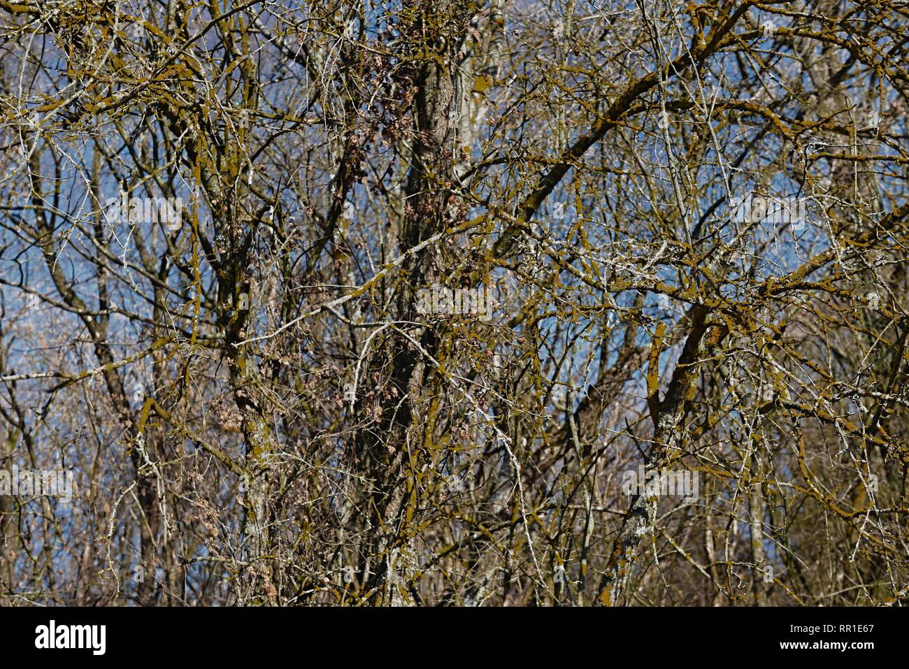 Thin branches of a young tree on the edge of the forest Stock Photo - Alamy