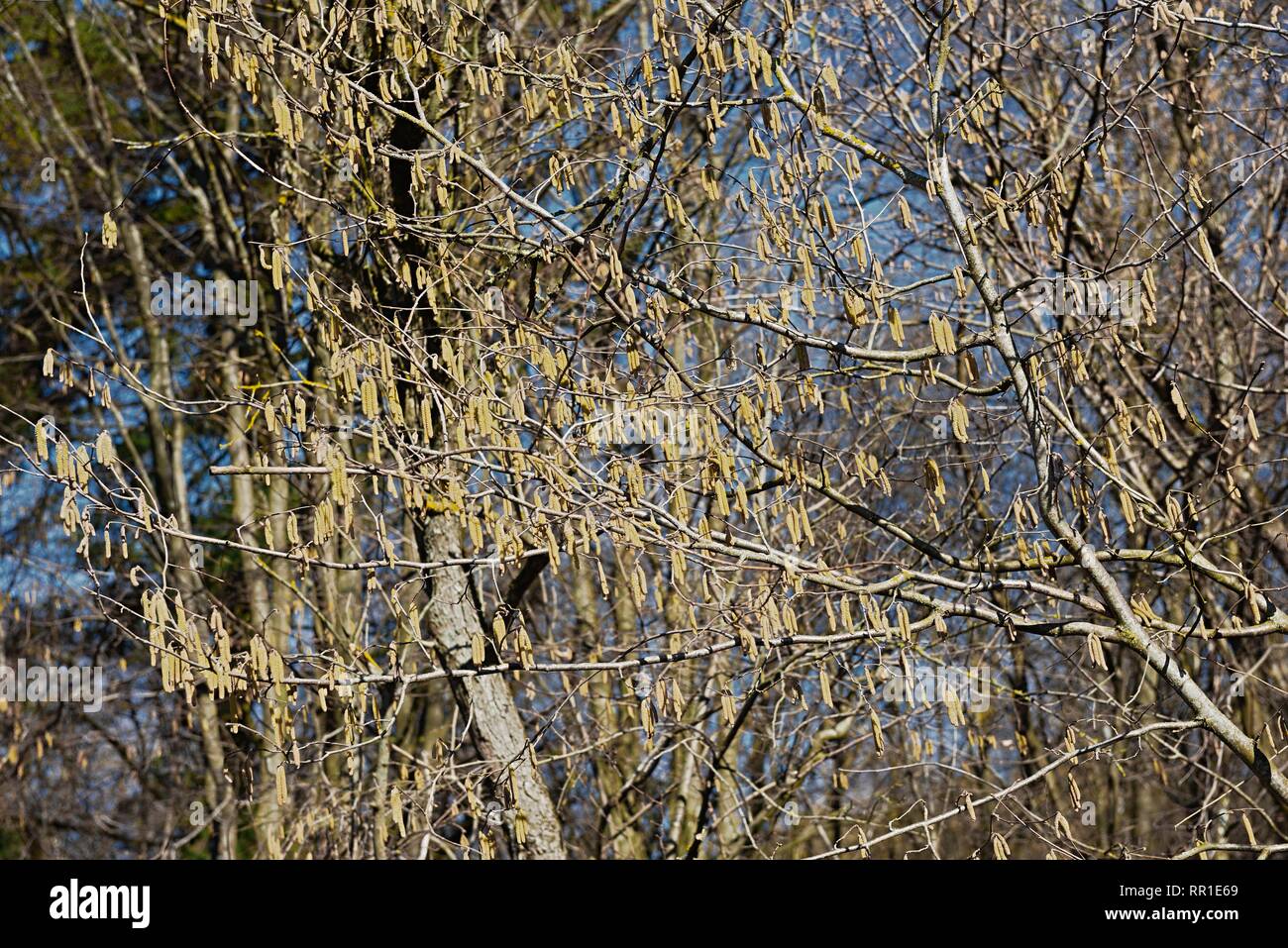 Thin branches of a young tree on the edge of the forest Stock Photo - Alamy