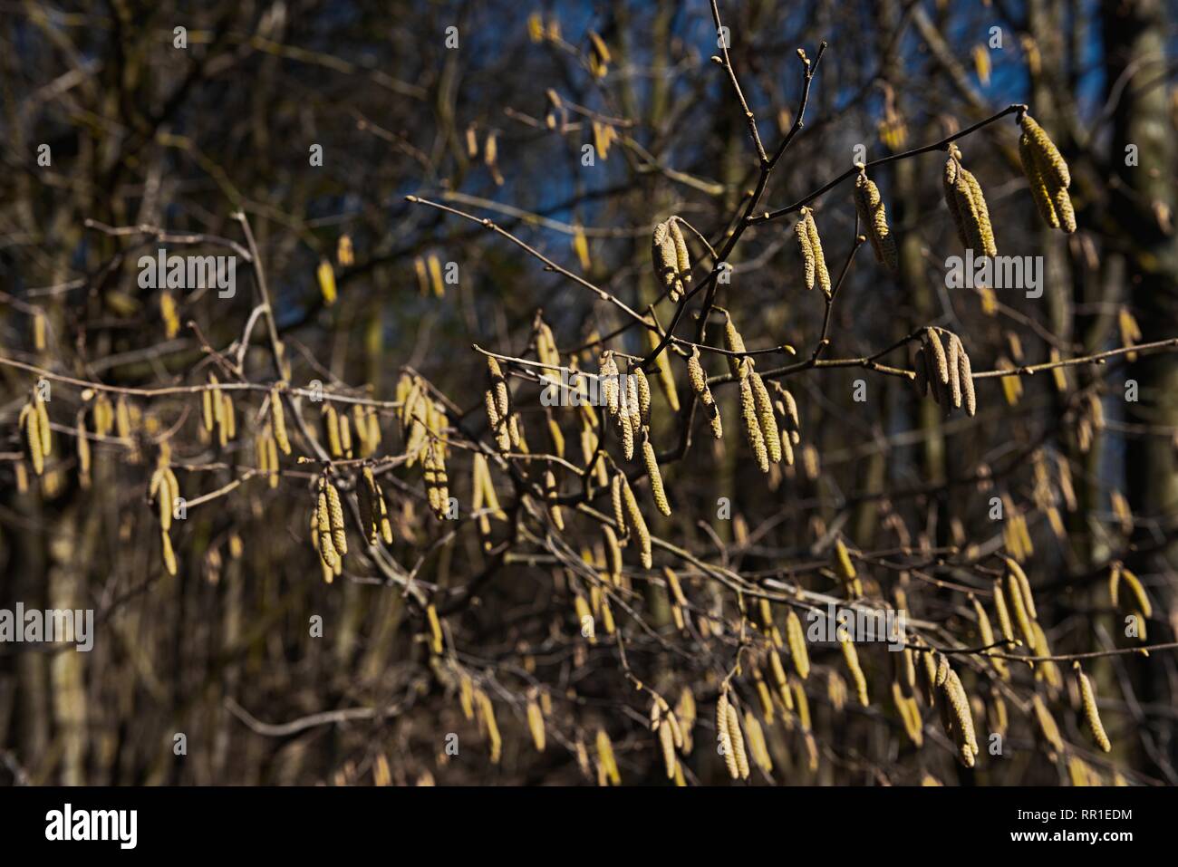 Flowering birch branch early spring Stock Photo - Alamy