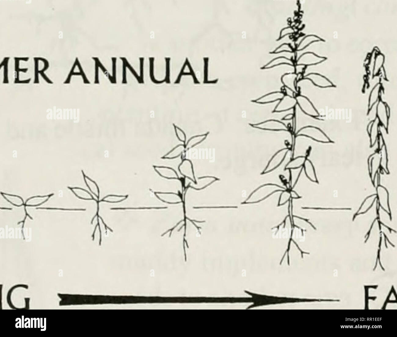 Plants complete life cycle hi-res stock photography and images - Alamy
