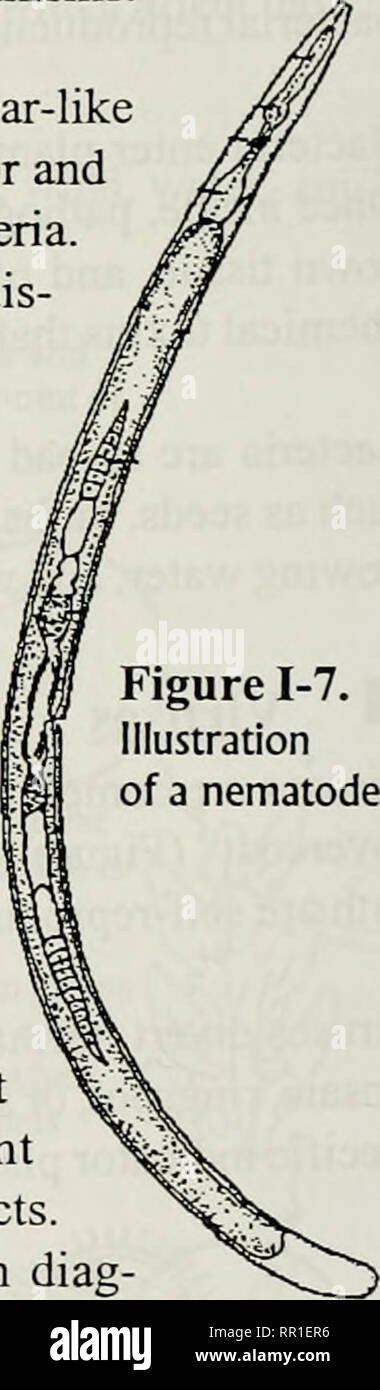 Nematodes microscope hi-res stock photography and images - Alamy