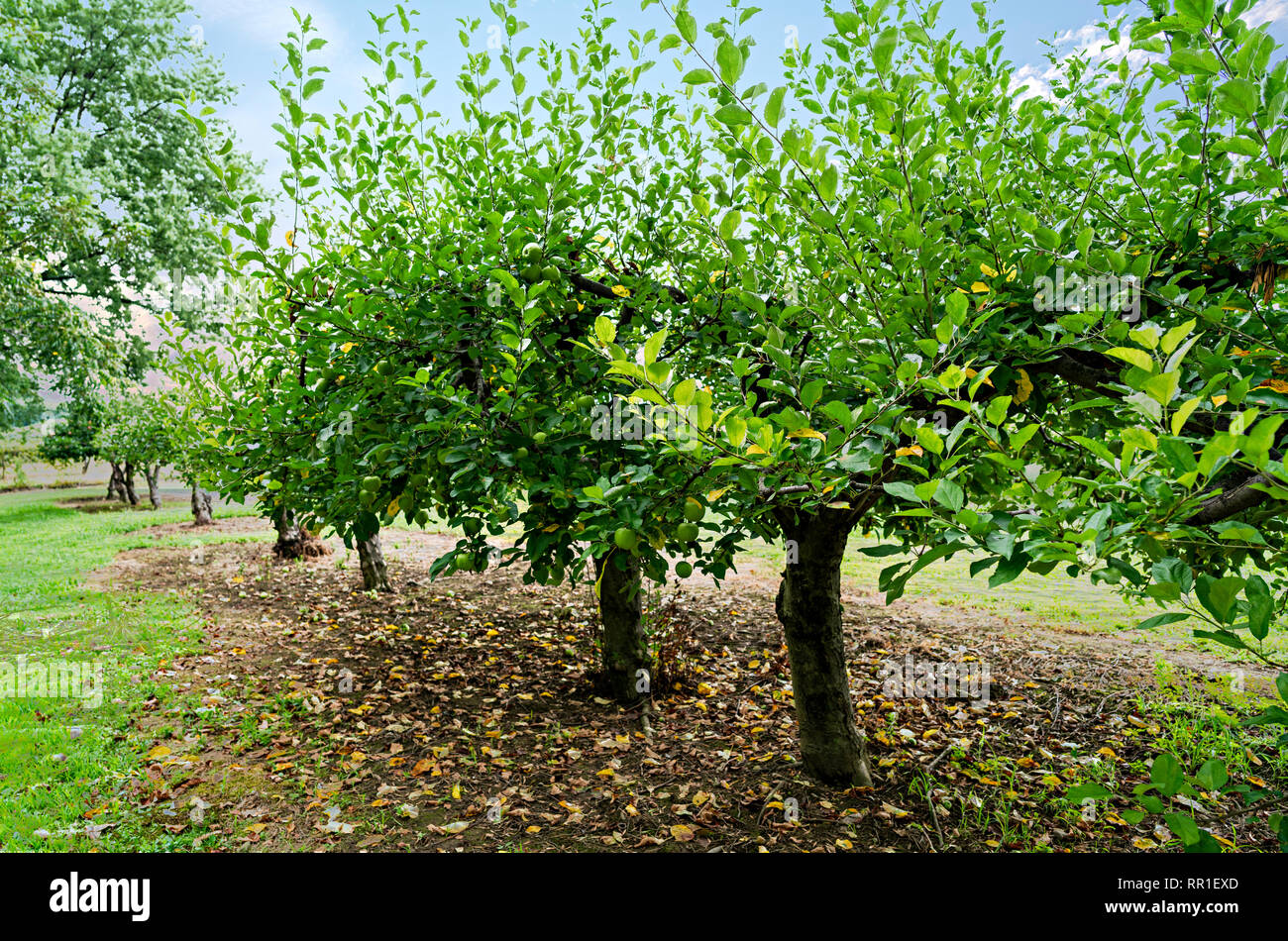 Row of fruit trees hi-res stock photography and images - Alamy