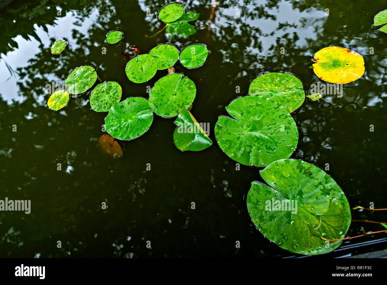 Floating lily pads hi-res stock photography and images - Alamy