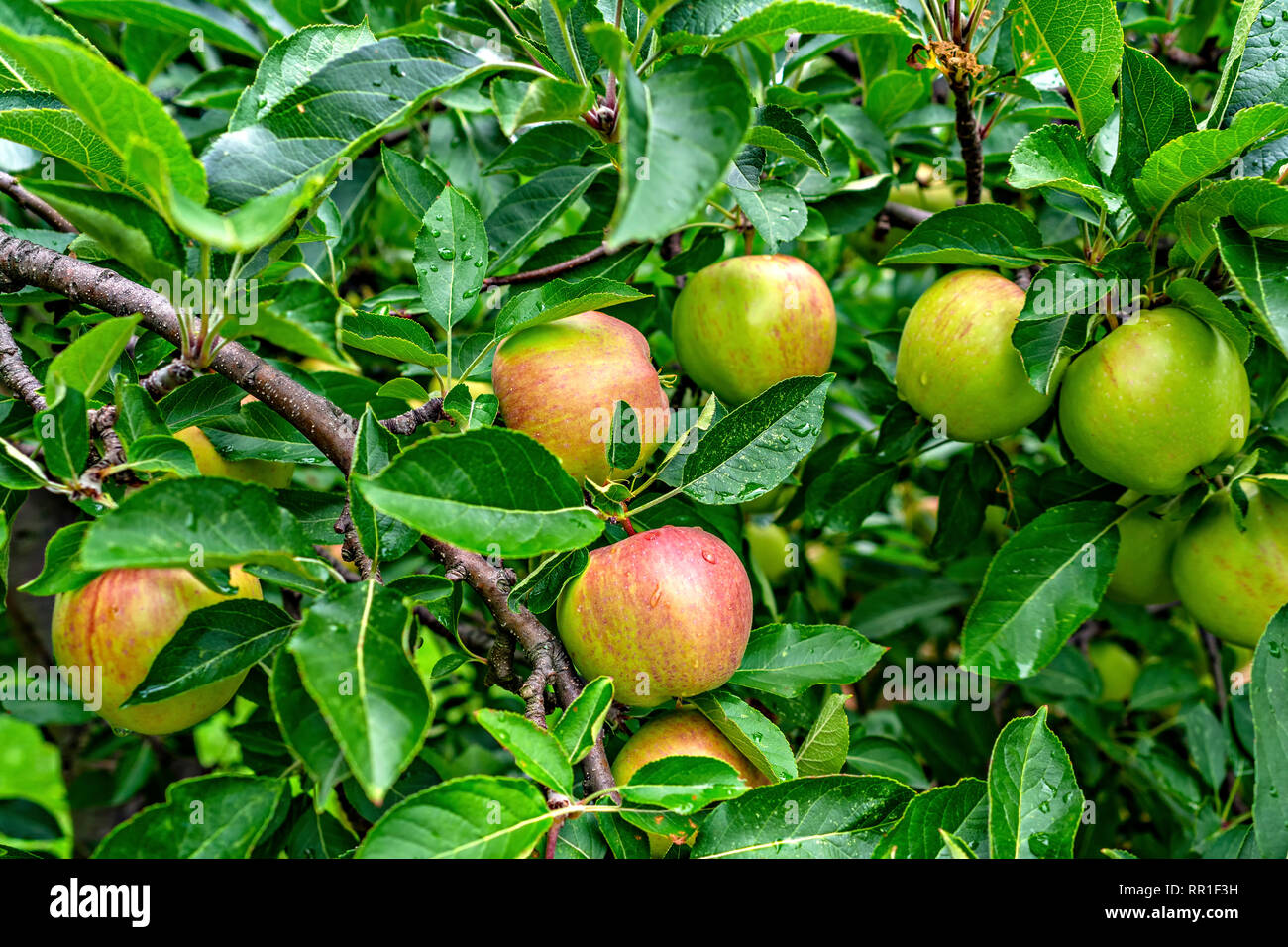 Red Apples On The Tree Stock Photo - Alamy