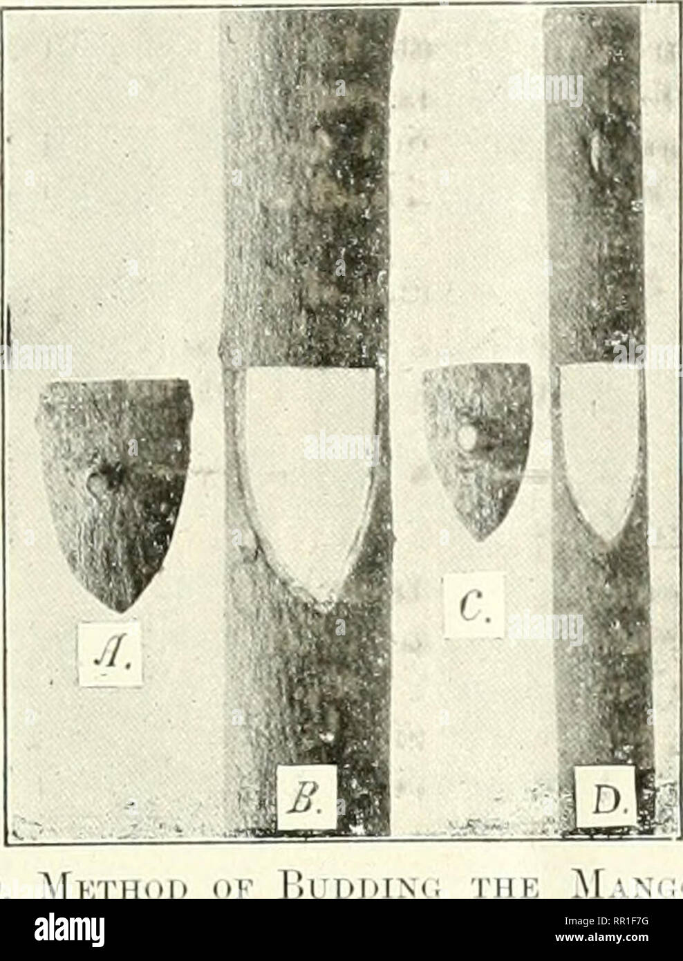 Shield budding hi-res stock photography and images - Alamy