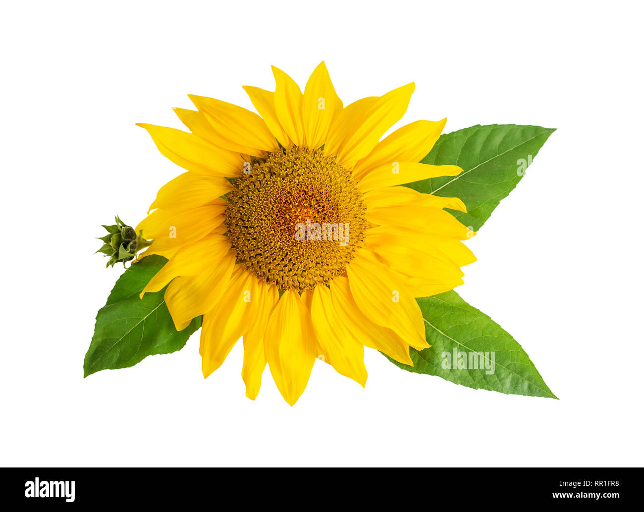 Yellow green head Cut Out Stock Images & Pictures - Alamy