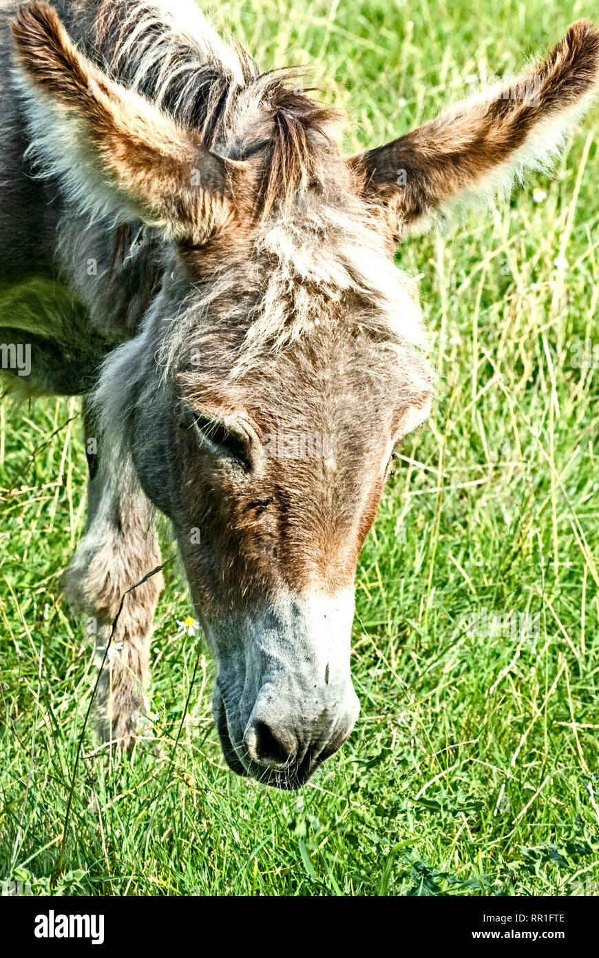 Donkey grazing; Esel auf der Weide Stock Photo - Alamy