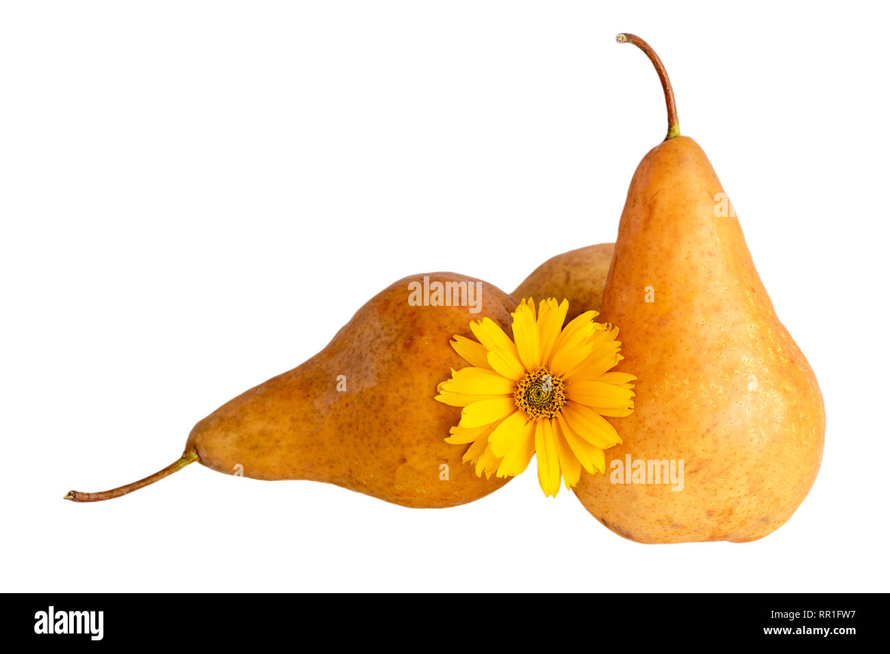 White pear flower hi-res stock photography and images - Alamy