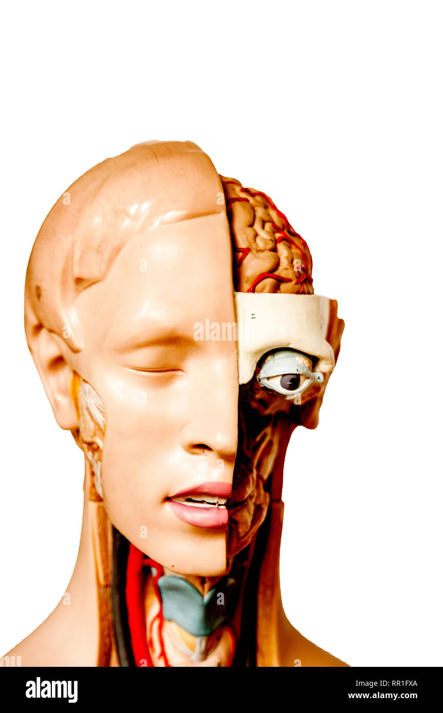 Anatomical model; anatomisches modell Stock Photo - Alamy
