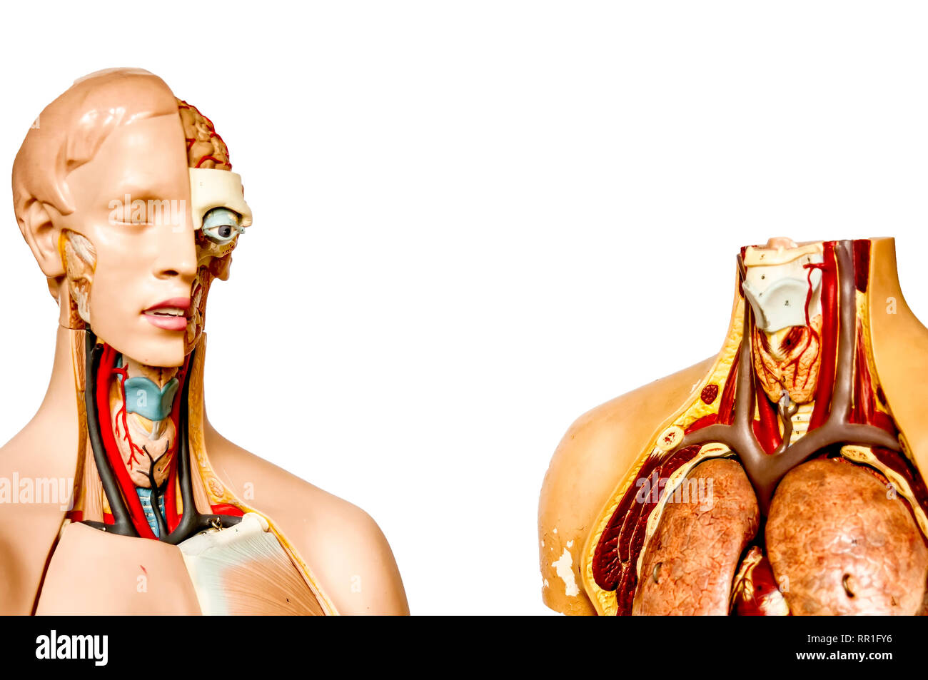 Innere organe hi-res stock photography and images - Alamy