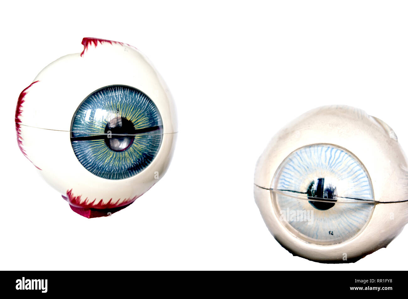 Medical anatomical model liver Cut Out Stock Images & Pictures - Alamy