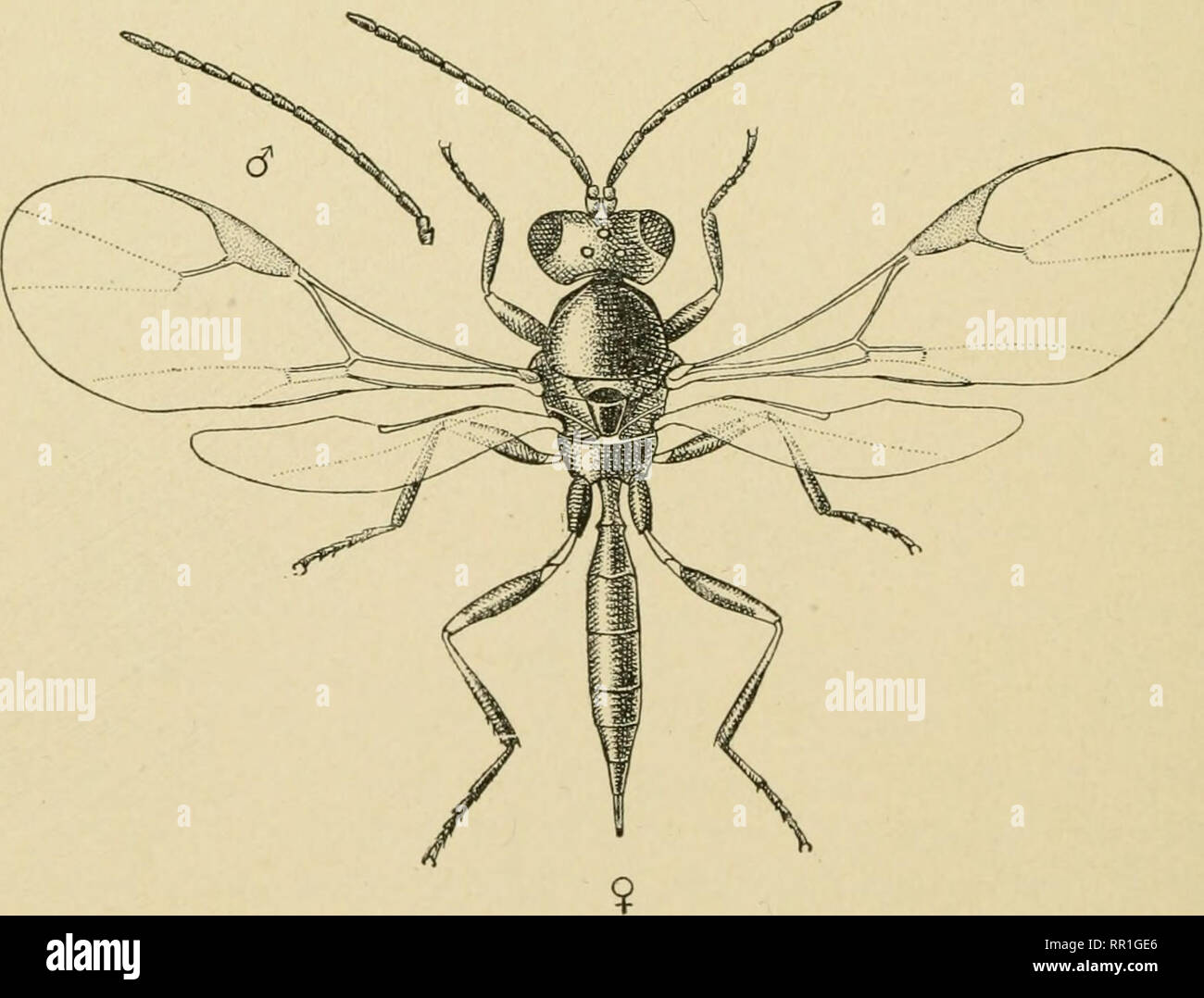 Apanteles glomeratus hi-res stock photography and images - Alamy