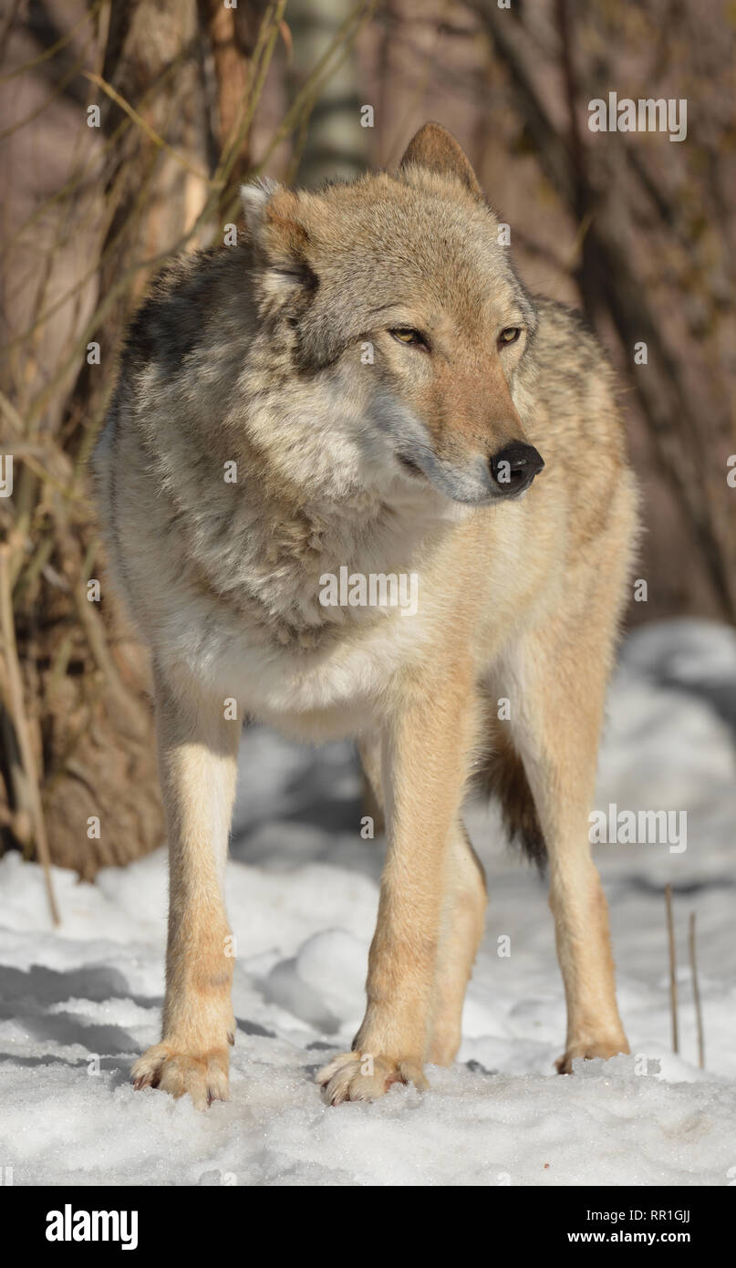 Portrait of one-eared wolf (Canis lupus lupus) (female) in winter Stock ...