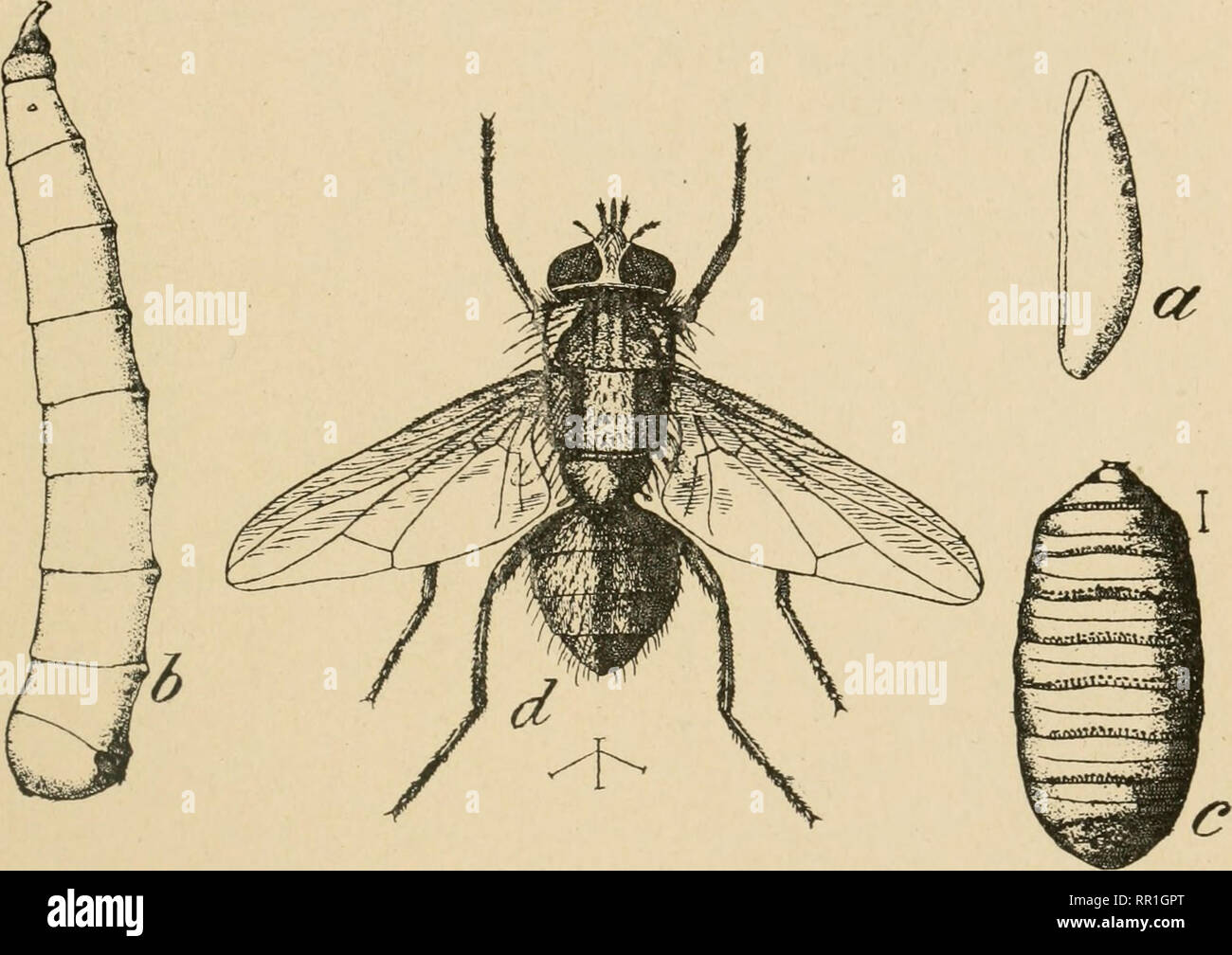 Fruit fly maggots hi-res stock photography and images - Alamy