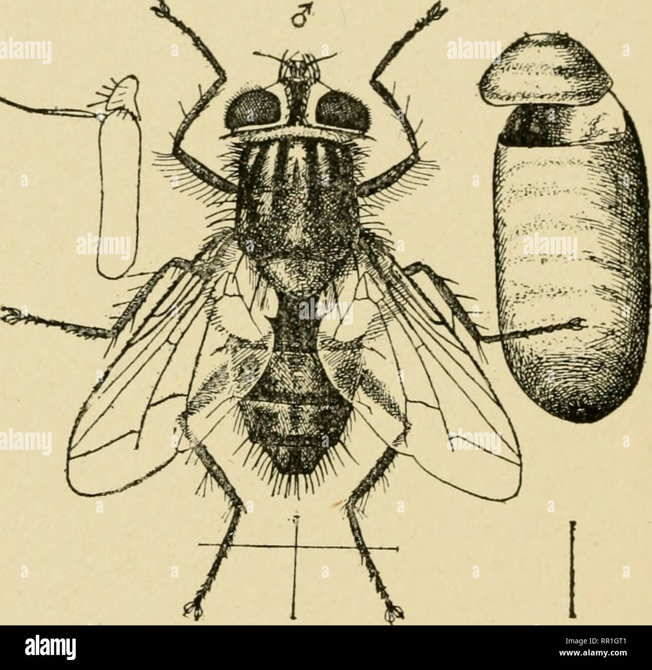 Hatching flies hi-res stock photography and images - Alamy
