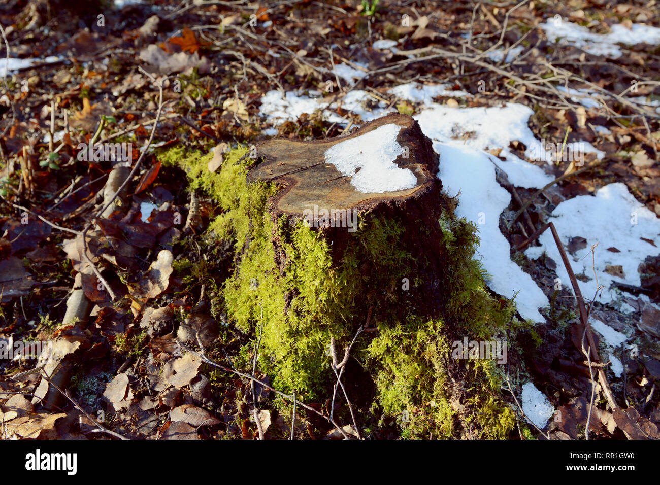 Tree stump in winter sunlight, half-covered with green moss and melting ...