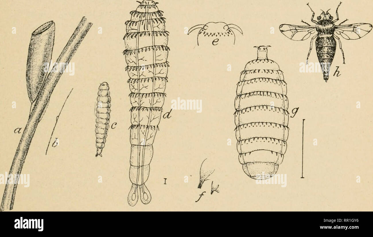 . Agricultural entomology for students, farmers, fruit-growers and ...