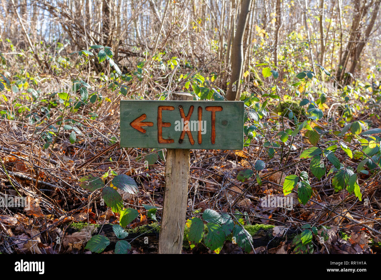 Tangled undergrowth hi-res stock photography and images - Alamy