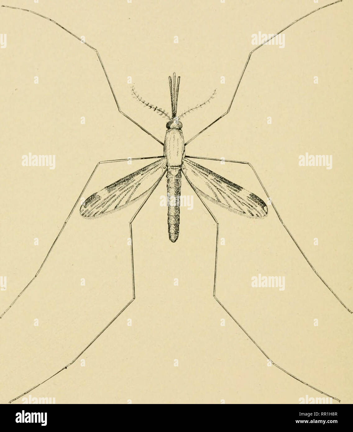 The pupa of an anopheles mosquito hi-res stock photography and images ...