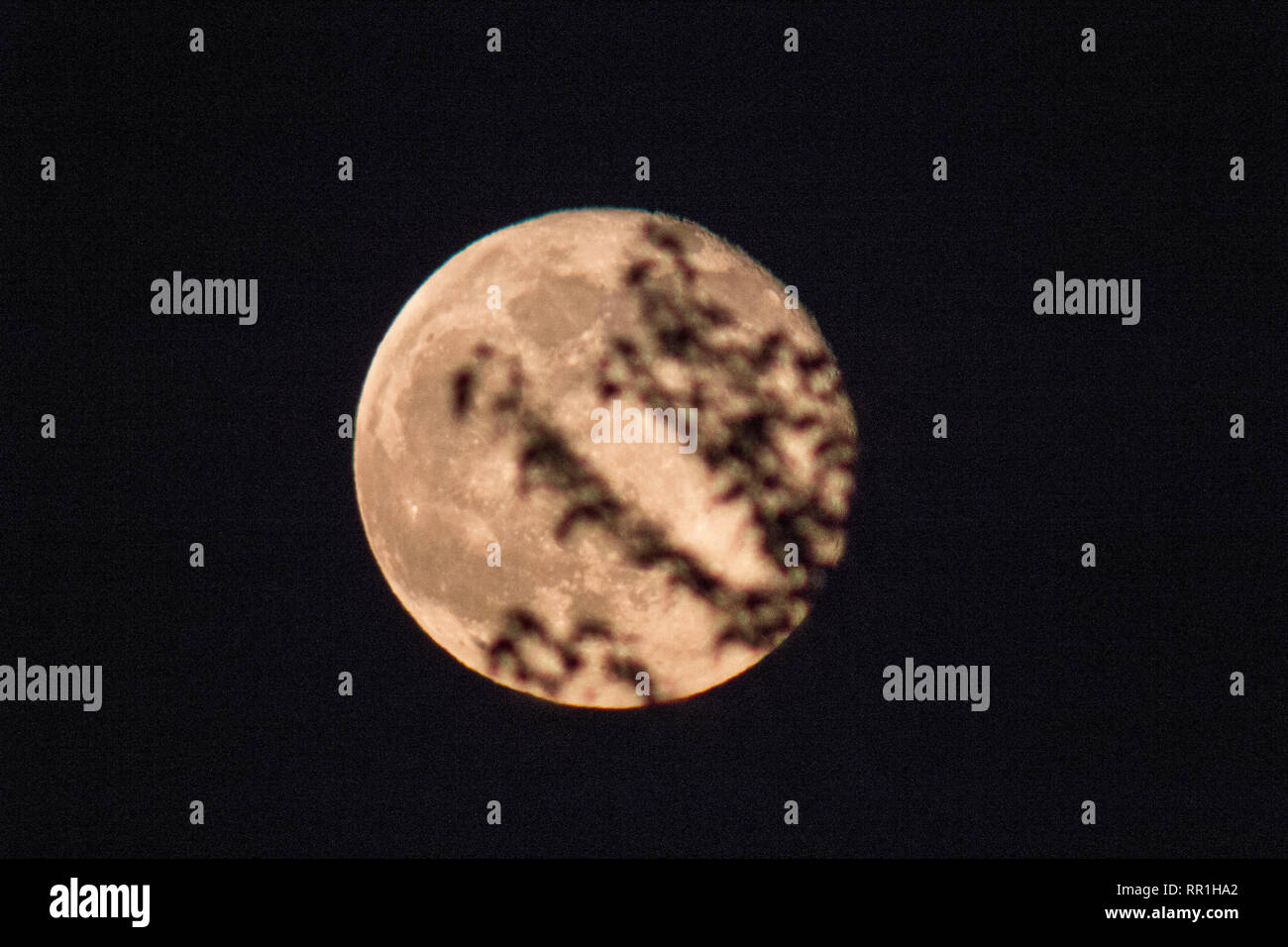 Full Moon with Tree Branches Stock Photo - Alamy