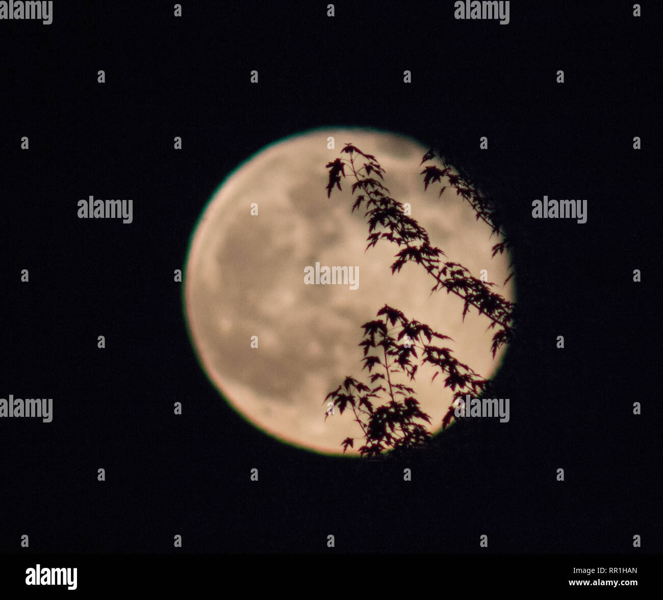 Full Moon with Tree Branches Stock Photo - Alamy