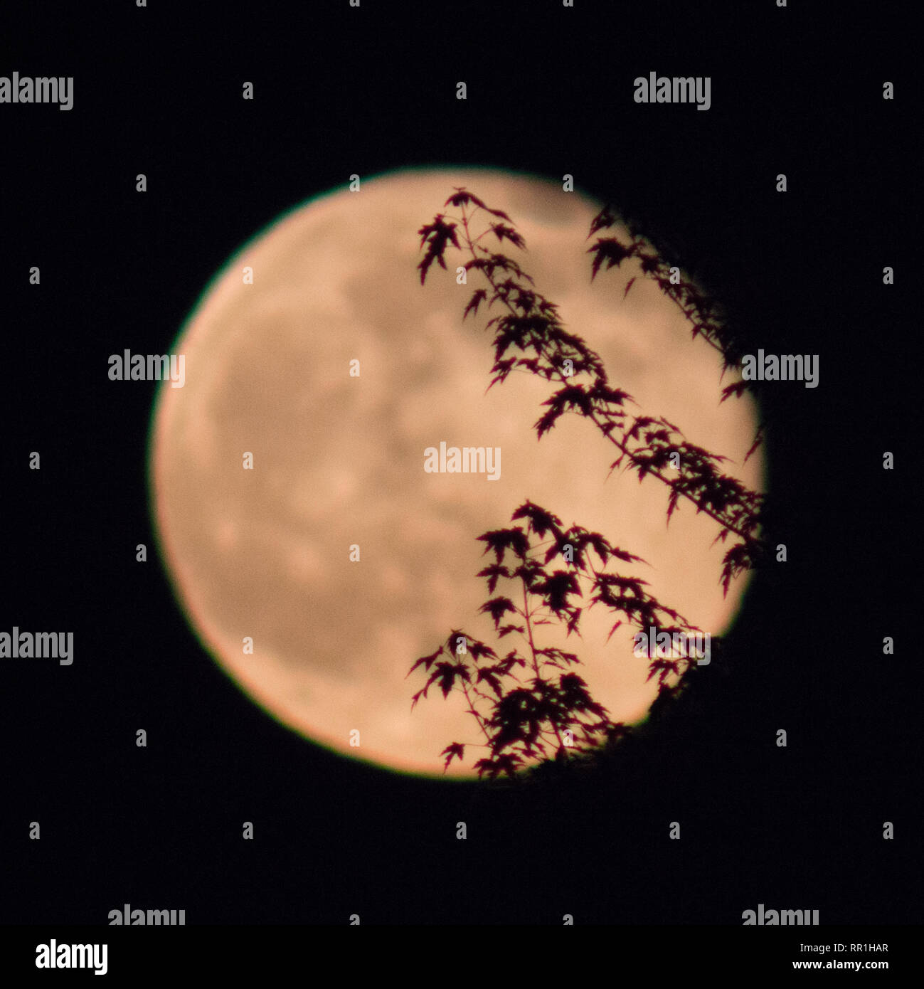 Full Moon with Tree Branches Stock Photo - Alamy