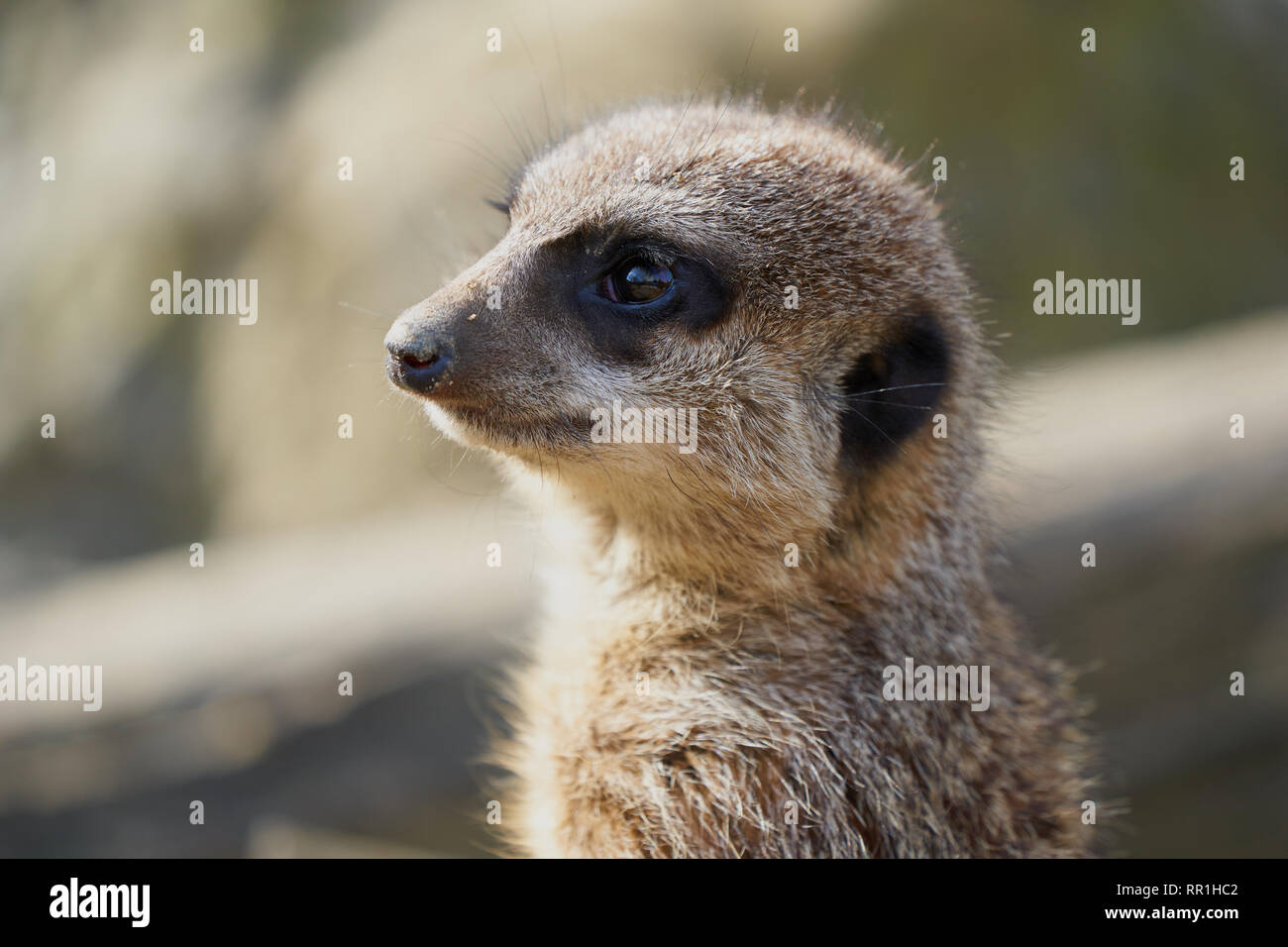Suricate portrait hi-res stock photography and images - Alamy