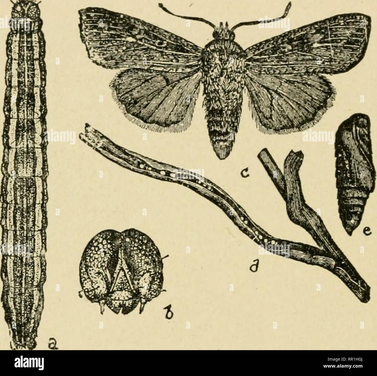 . Agricultural entomology for students, farmers, fruit-growers and ...