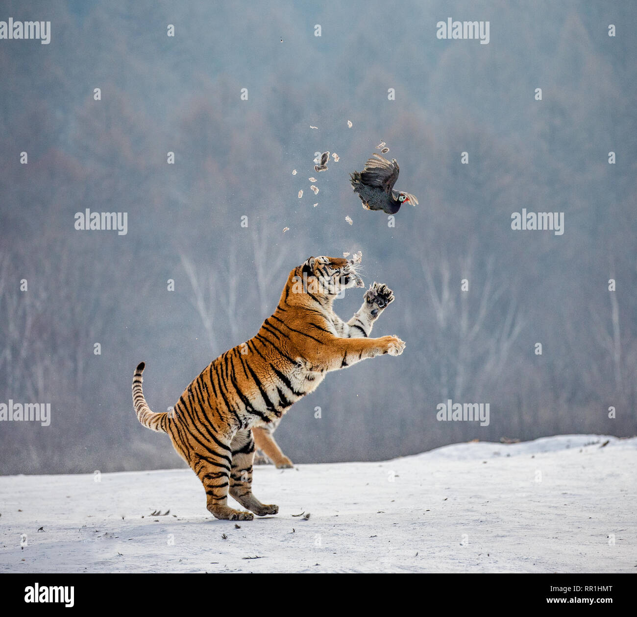 Siberian tiger in a jump catches its prey. Very dynamic shot. China ...