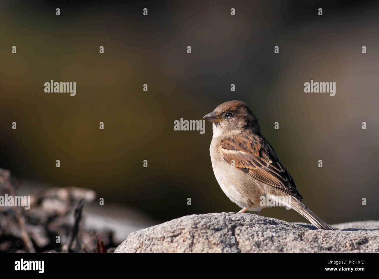 European rock sparrow hi-res stock photography and images - Alamy