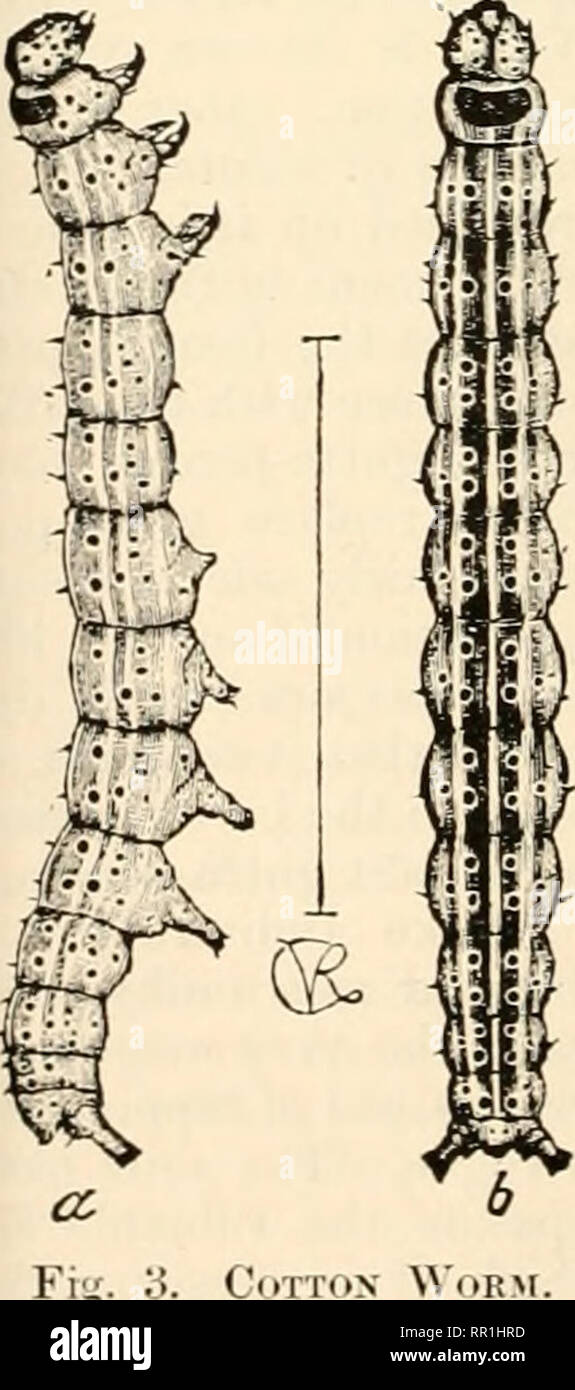 Arching veins hi-res stock photography and images - Alamy