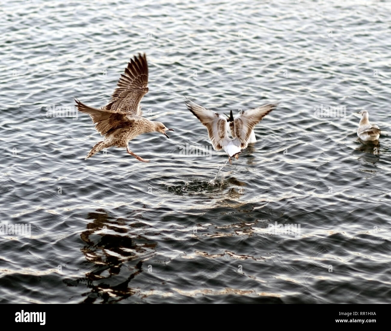 Seagull fighting for food in the river Douro in the end of the evening ...