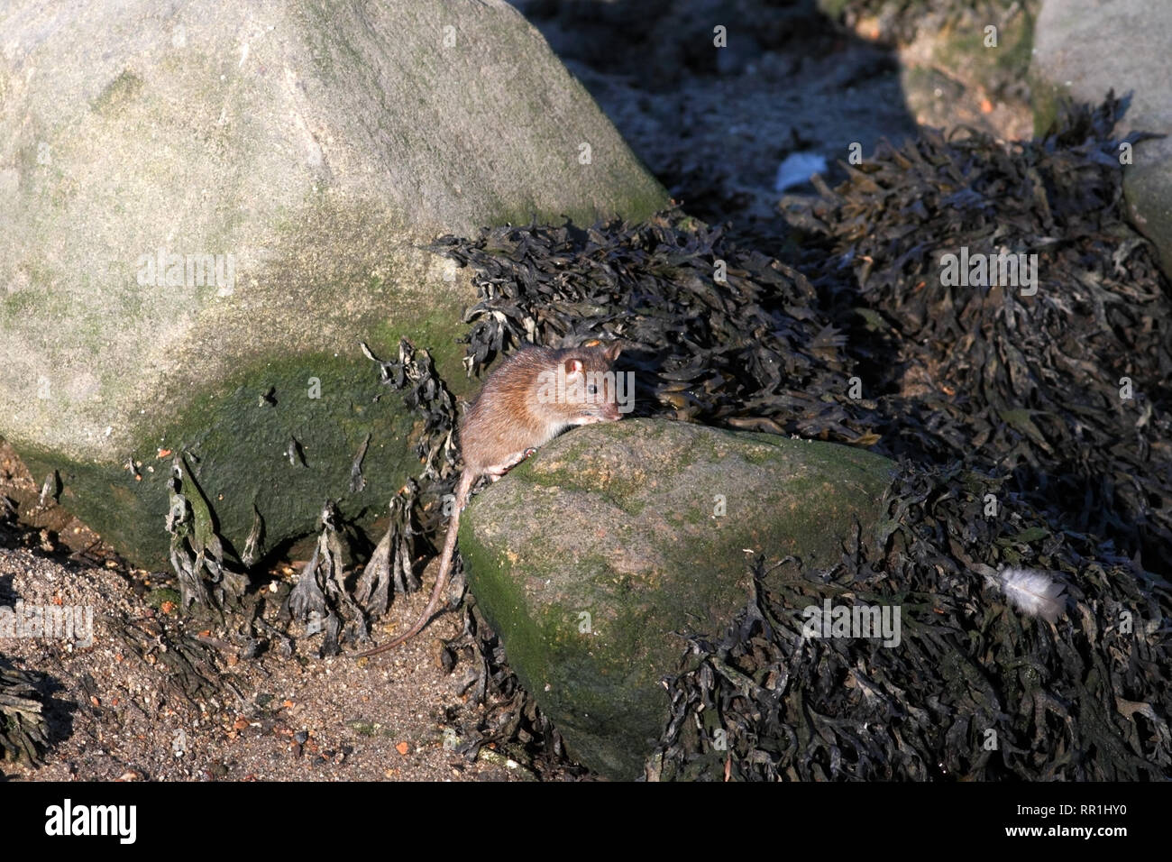 Douro River Rats: well adjusted, ie, good swimmers, fast and well ...