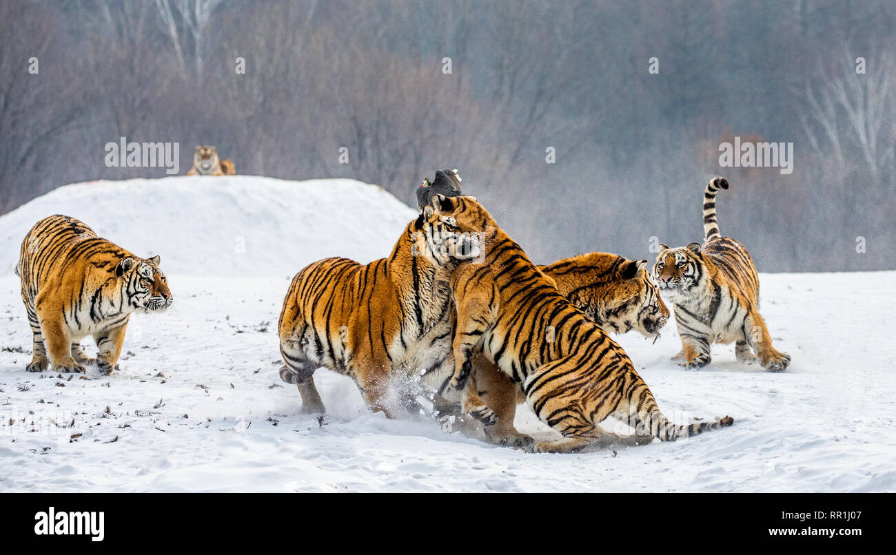Siberian tigers in a snowy glade catch their prey. Very dynamic shot ...