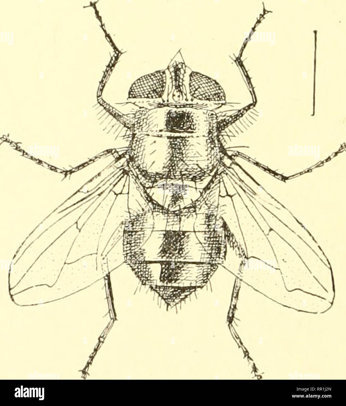 Glossina palpalis hi-res stock photography and images - Alamy