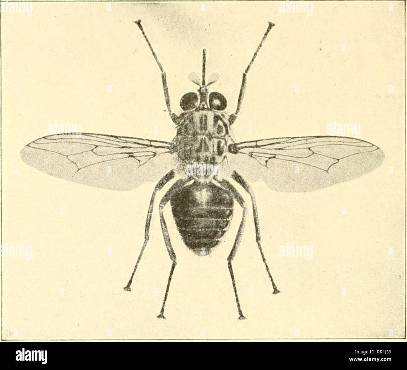 Glossina palpalis hi-res stock photography and images - Alamy