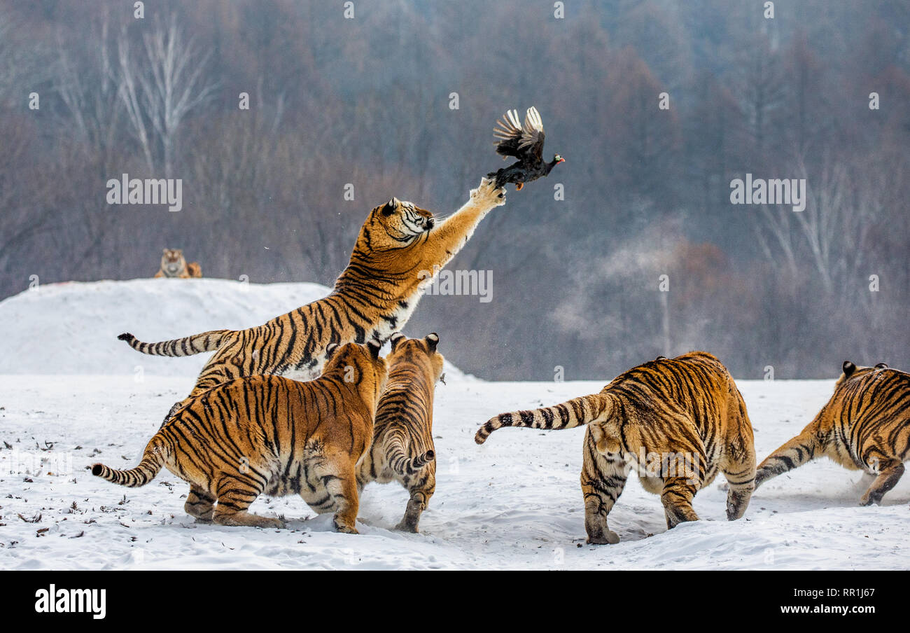 Siberian tigers in a snowy glade catch their prey. Very dynamic shot ...