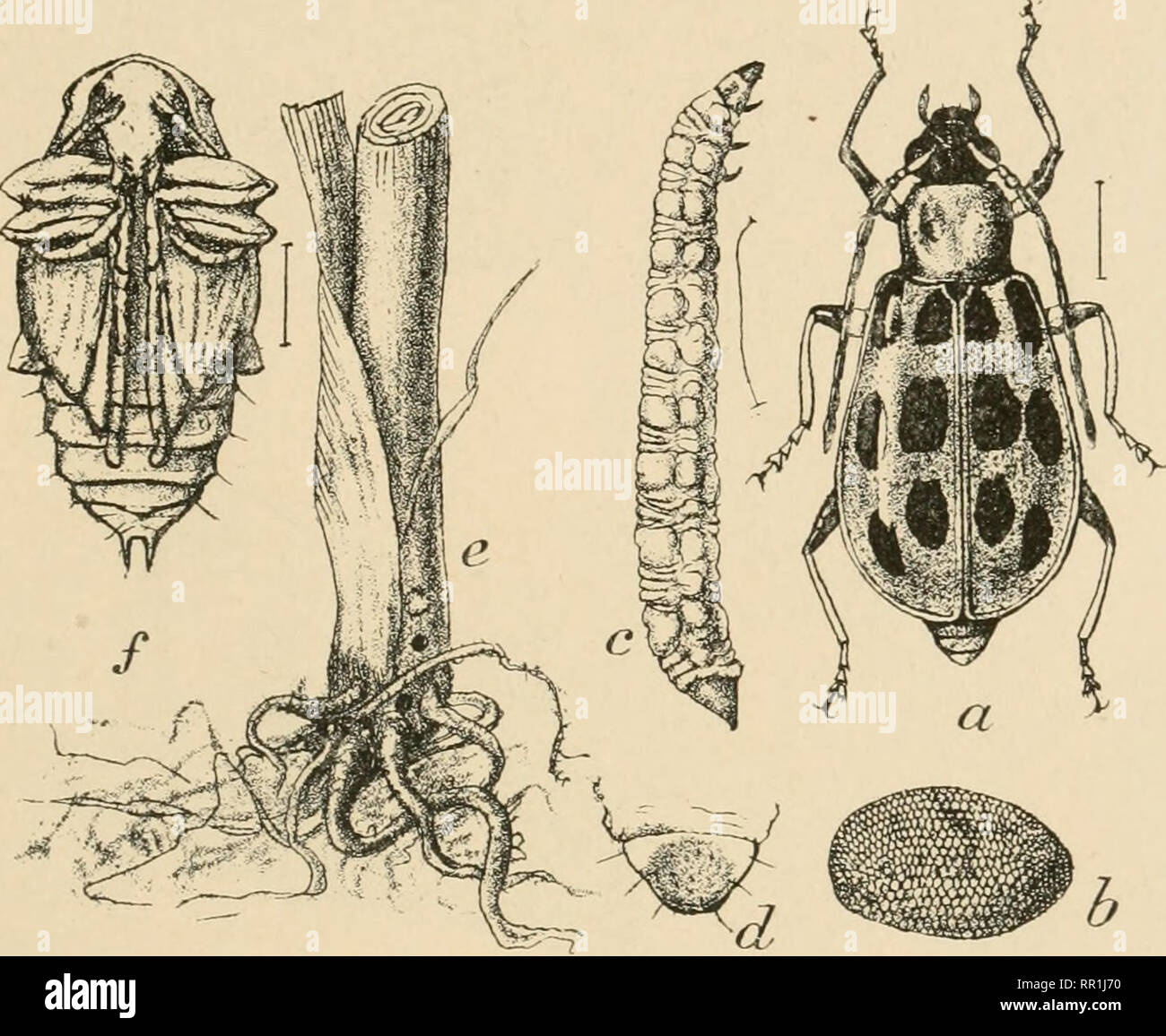 Bruchid beetle hi-res stock photography and images - Alamy