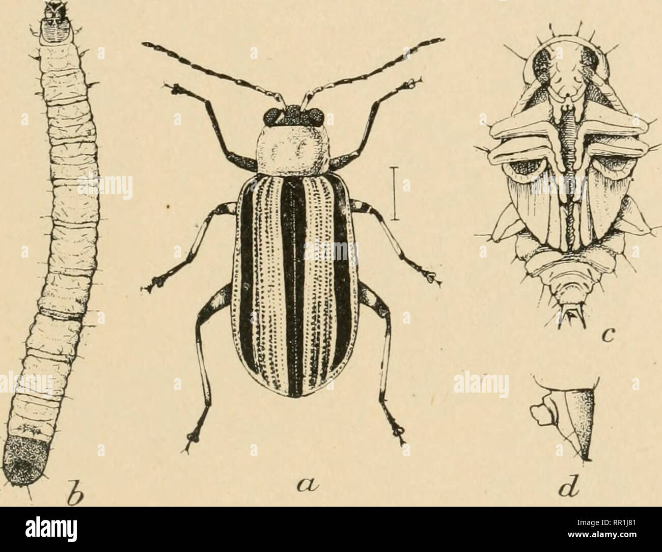 . Agricultural entomology for students, farmers, fruit-growers and ...