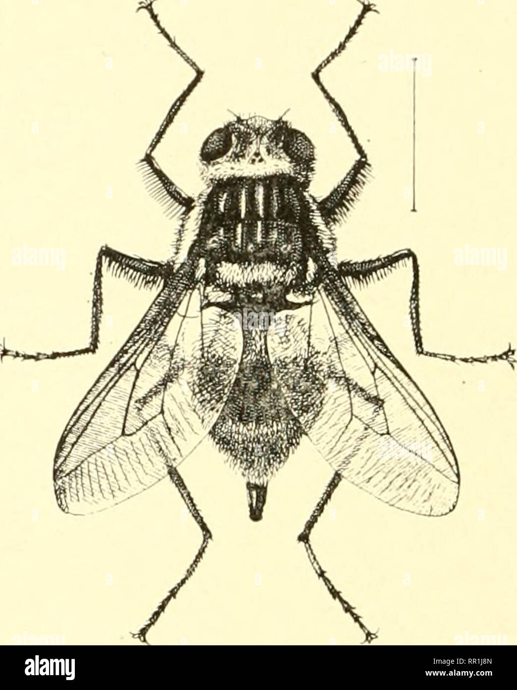 . Agricultural entomology for students, farmers, fruit-growers and ...