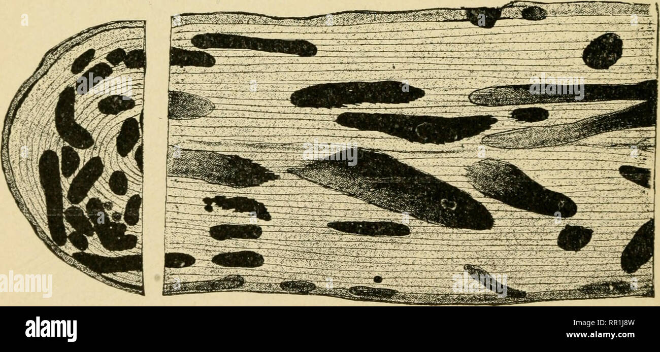 Burrow cross section hi-res stock photography and images - Alamy