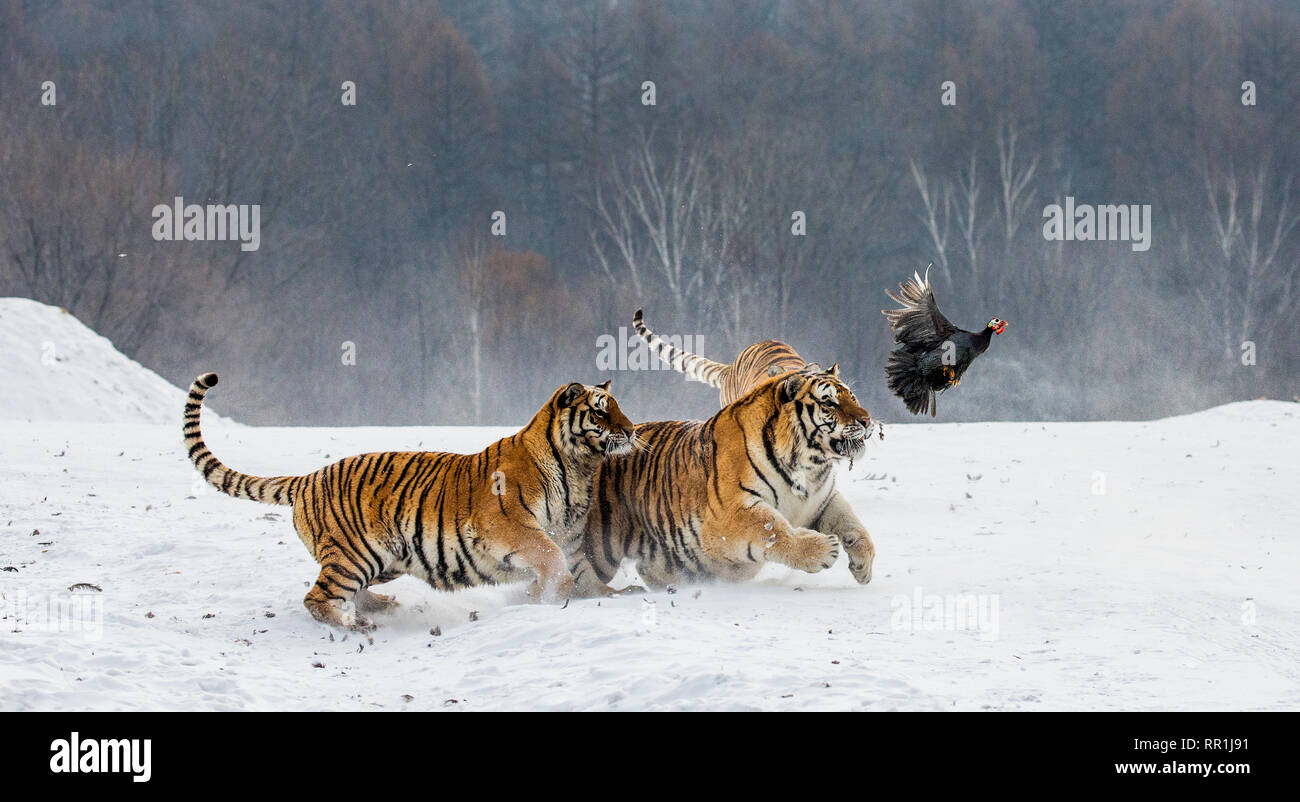 Siberian tigers in a snowy glade catch their prey. Very dynamic shot ...