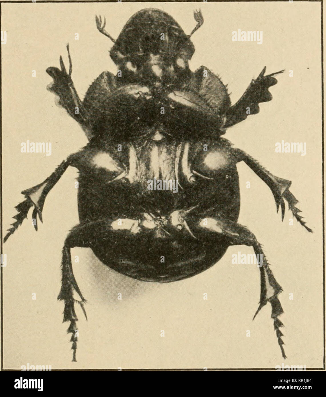 Scarab larvae buried hi-res stock photography and images - Alamy