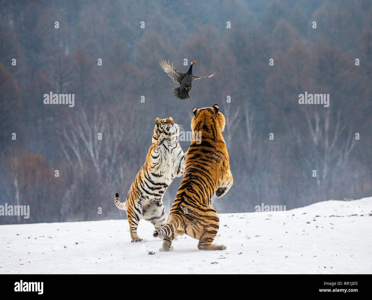 Tiger stand hi-res stock photography and images - Alamy