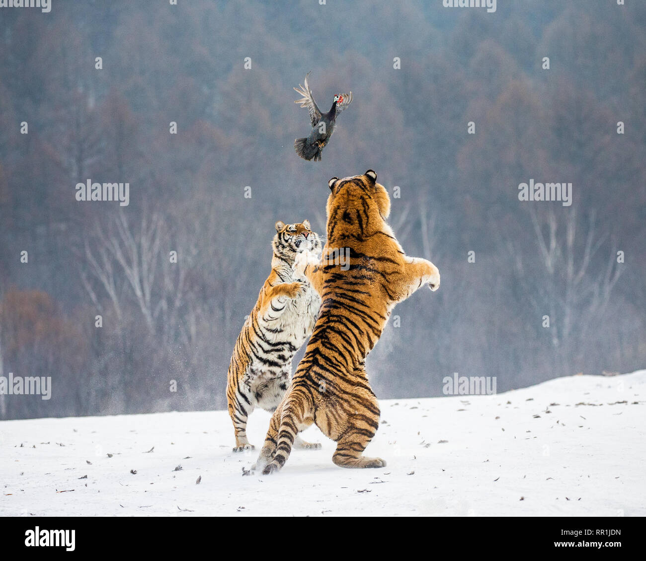 Two Siberian tigers stand on a snow-covered hill and catch prey. China ...