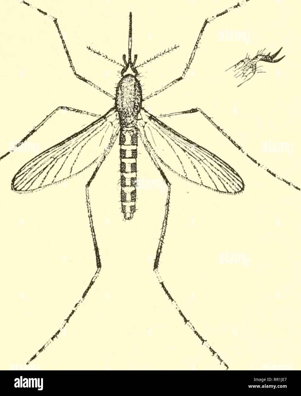 . Agricultural entomology for students, farmers, fruit-growers and ...